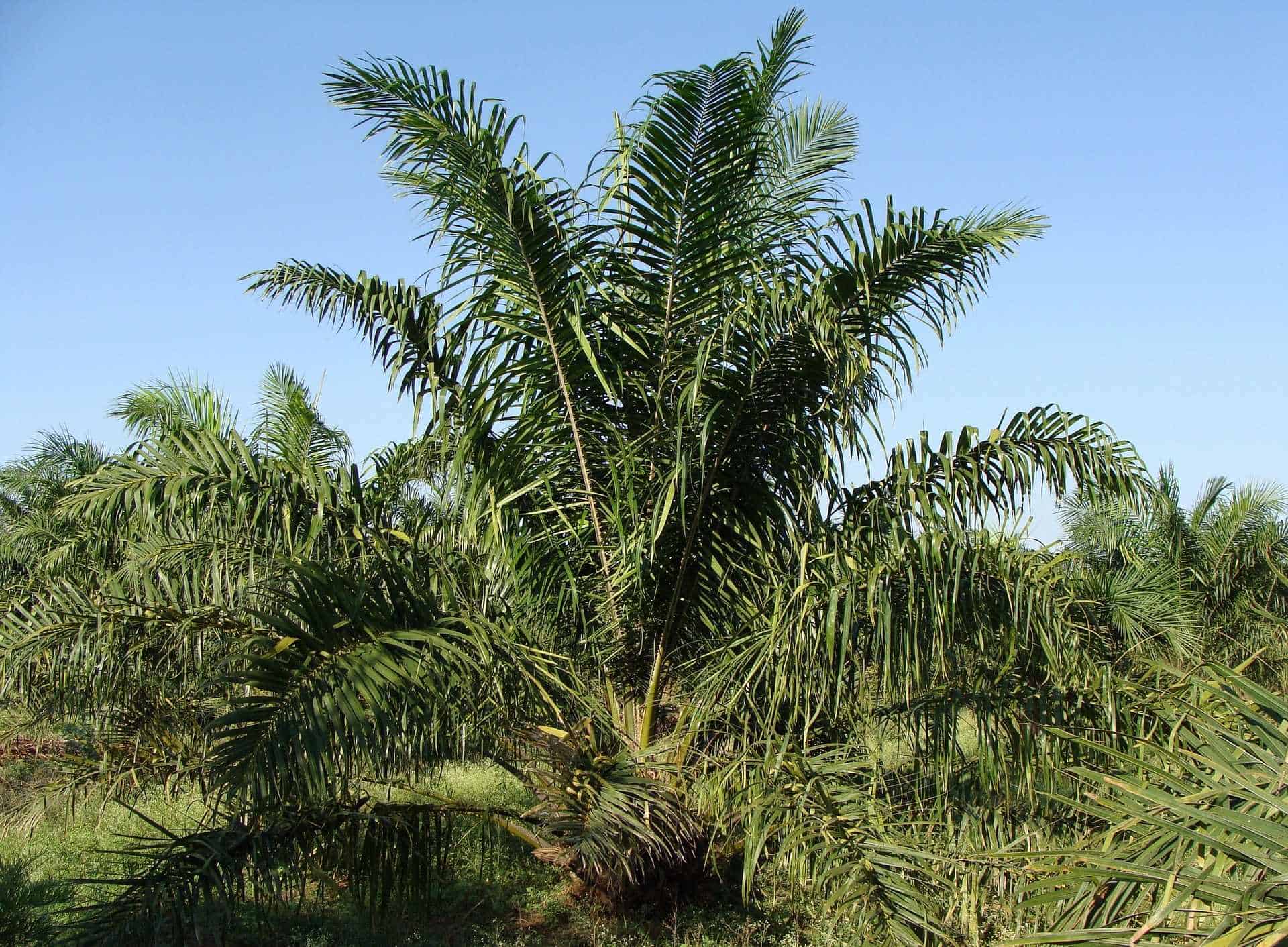 Huile De Palme La Côte D'ivoire Veut Tripler Sa Production D'huile De
