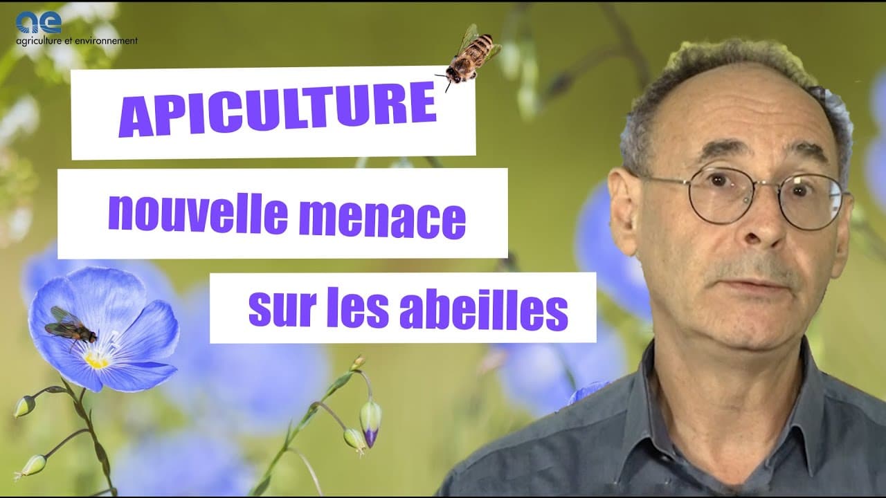 L'abeille reste menacée par les maladies et les virus/video